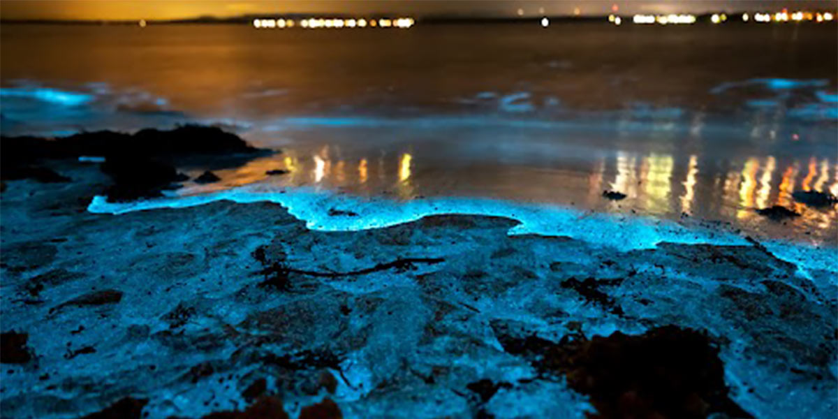 What is the ‘Glowing Blue Beach’ and Where is it? | Atolls of Maldives