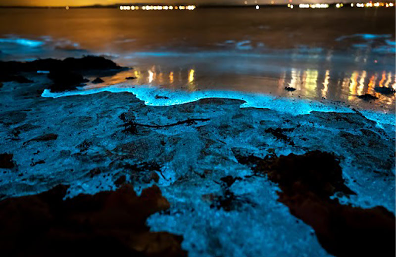 What-is-the-‘Glowing-Blue-Beach’-and-Where-is-it-800×520 | Atolls of ...