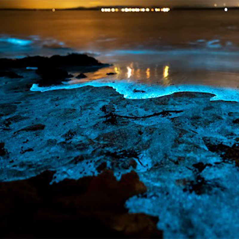 What-is-the-‘Glowing-Blue-Beach’-and-Where-is-it-800×800 | Atolls of ...